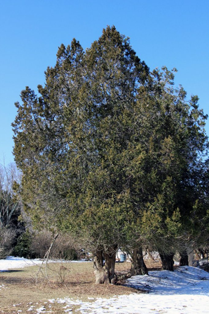 Tree of the Month: White Cedar - Shelter Island Friends of Trees