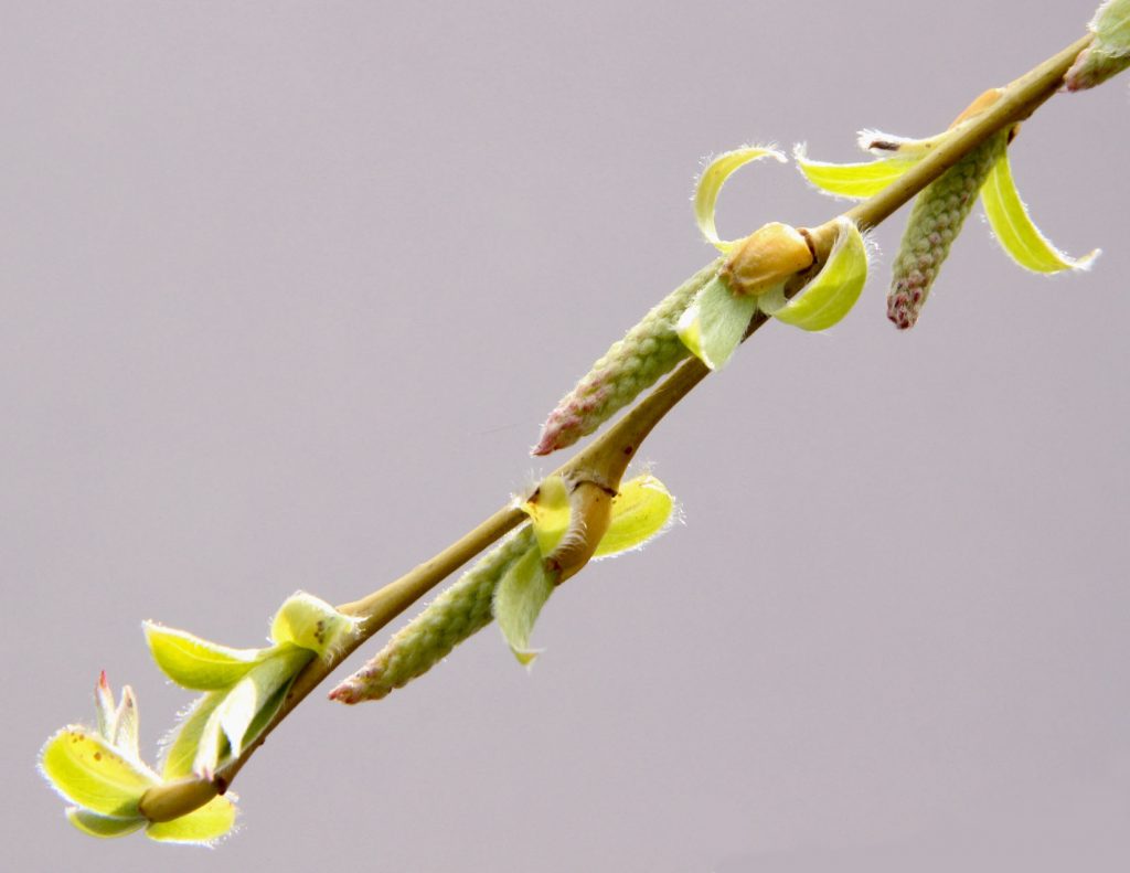 Tree of the Month: Golden Weeping Willow - Shelter Island Friends of Trees