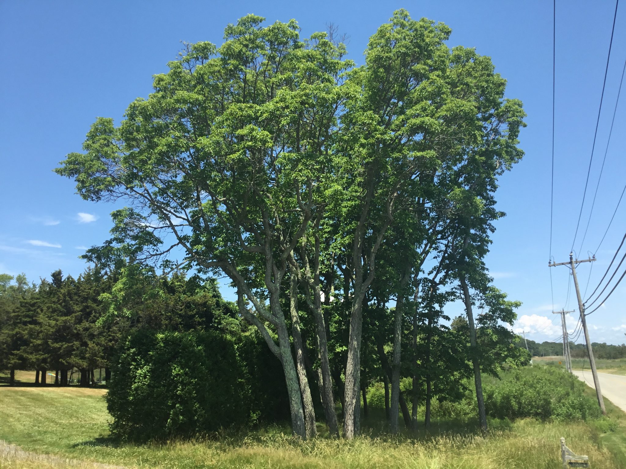 Tree of the Month: Sassafras - Shelter Island Friends of Trees